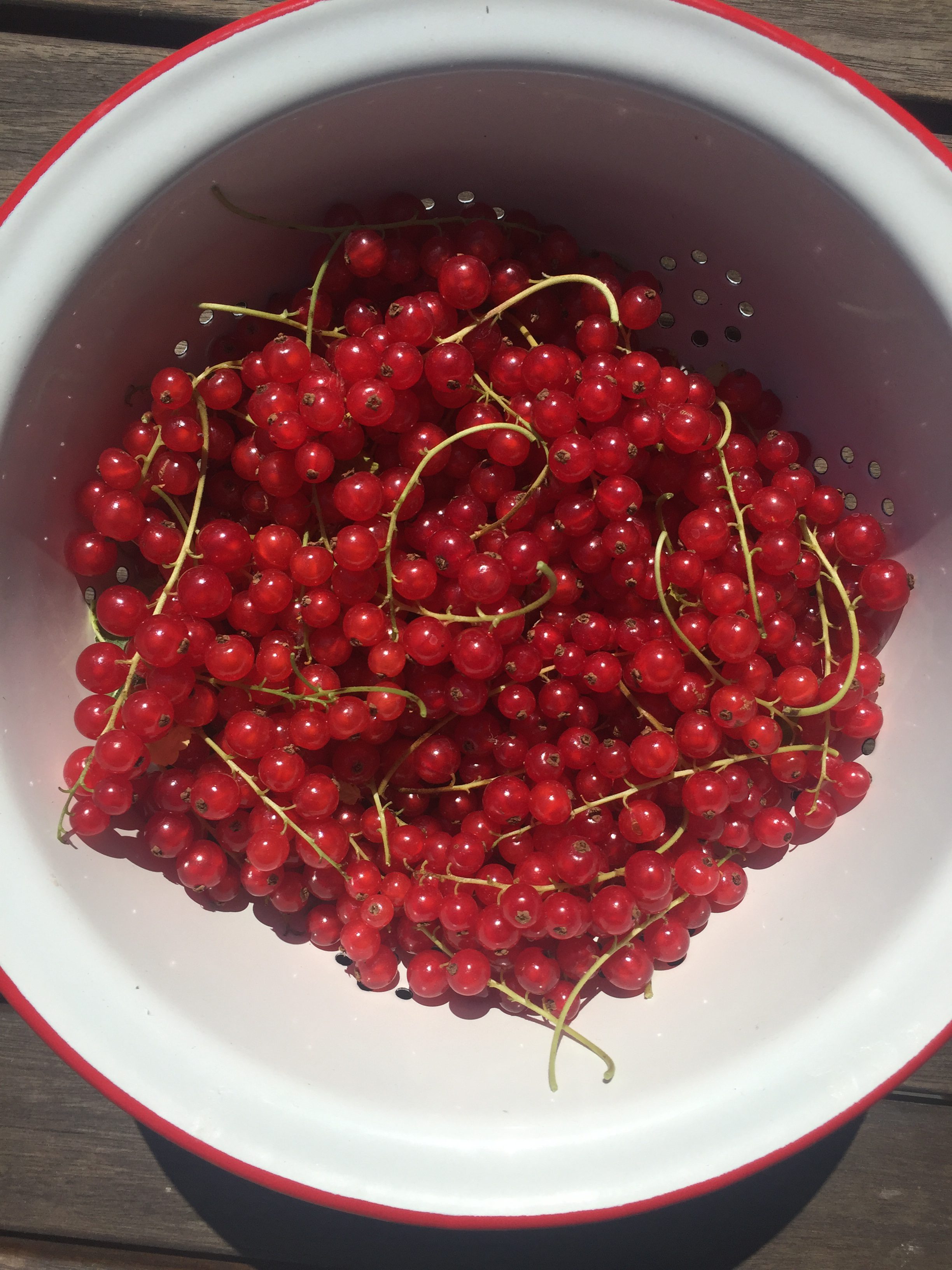 Rode bessen uit eigen tuin - Angeli Kookt